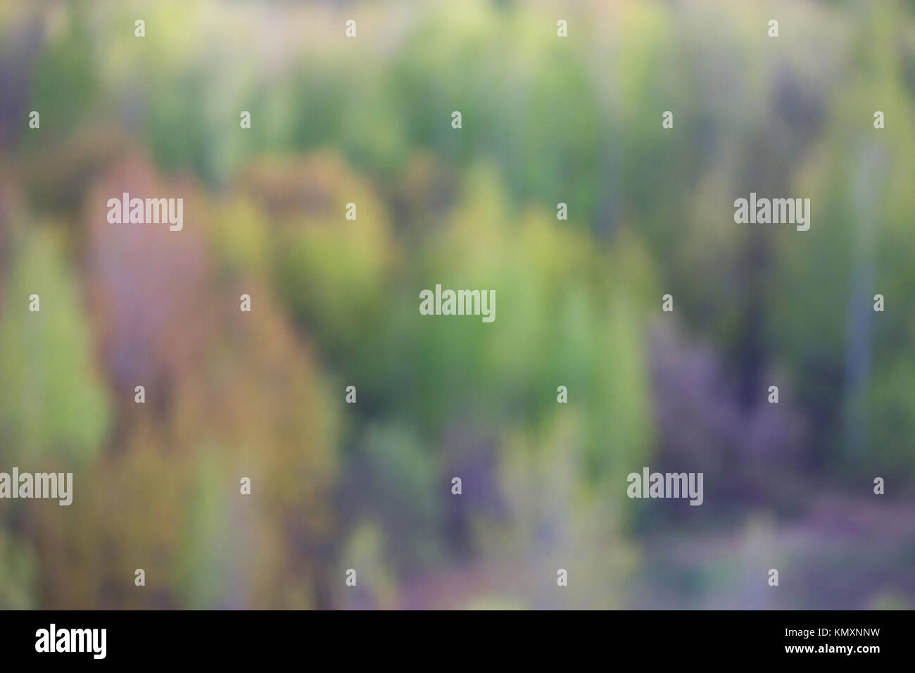 unfocused green forest background in spring. light pale green color ...