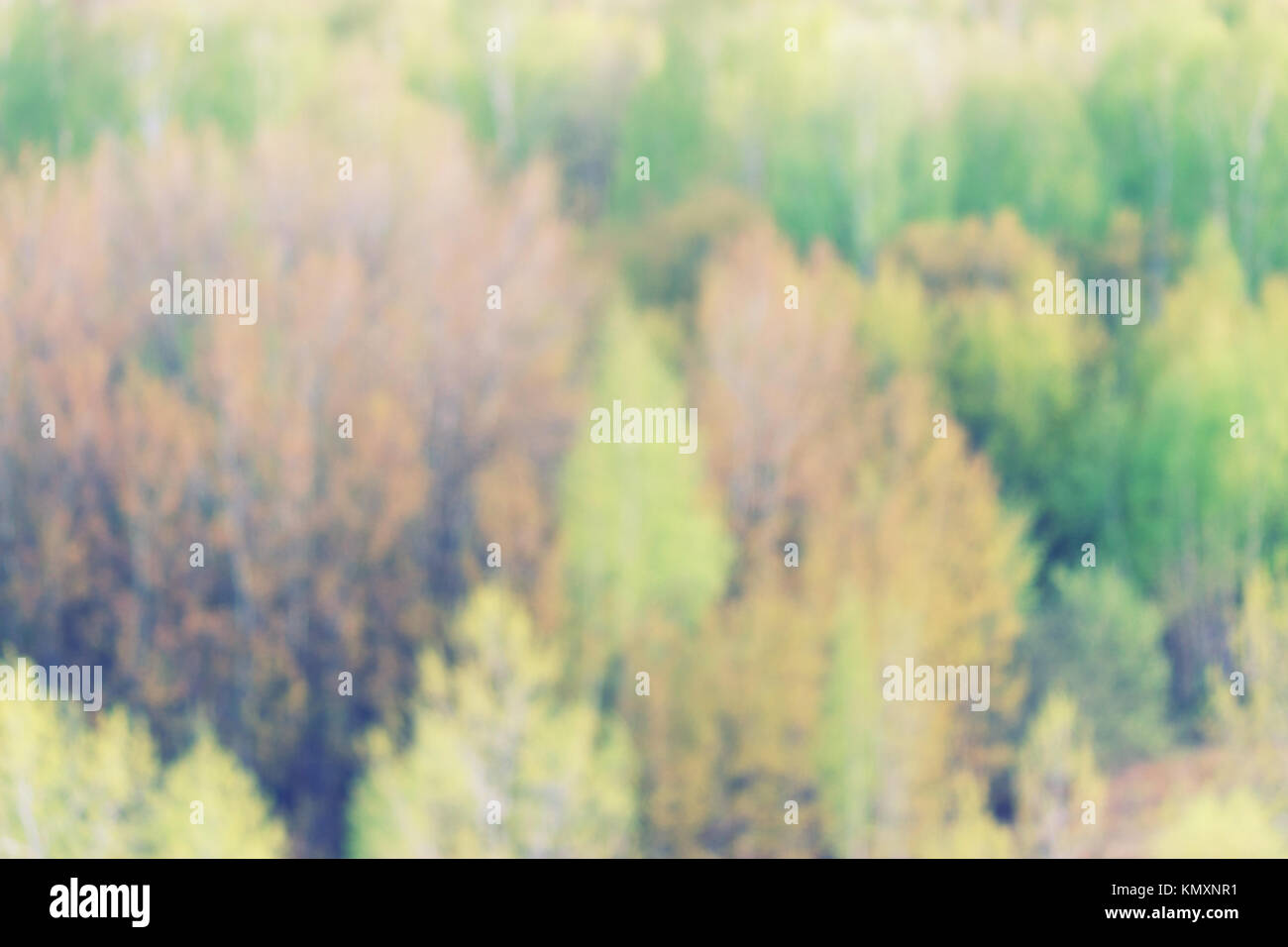 unfocused green forest background in spring. light pale green color ...