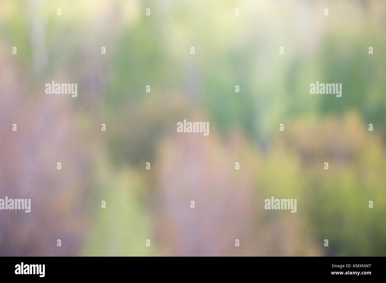 unfocused green forest background in spring. light pale green color ...