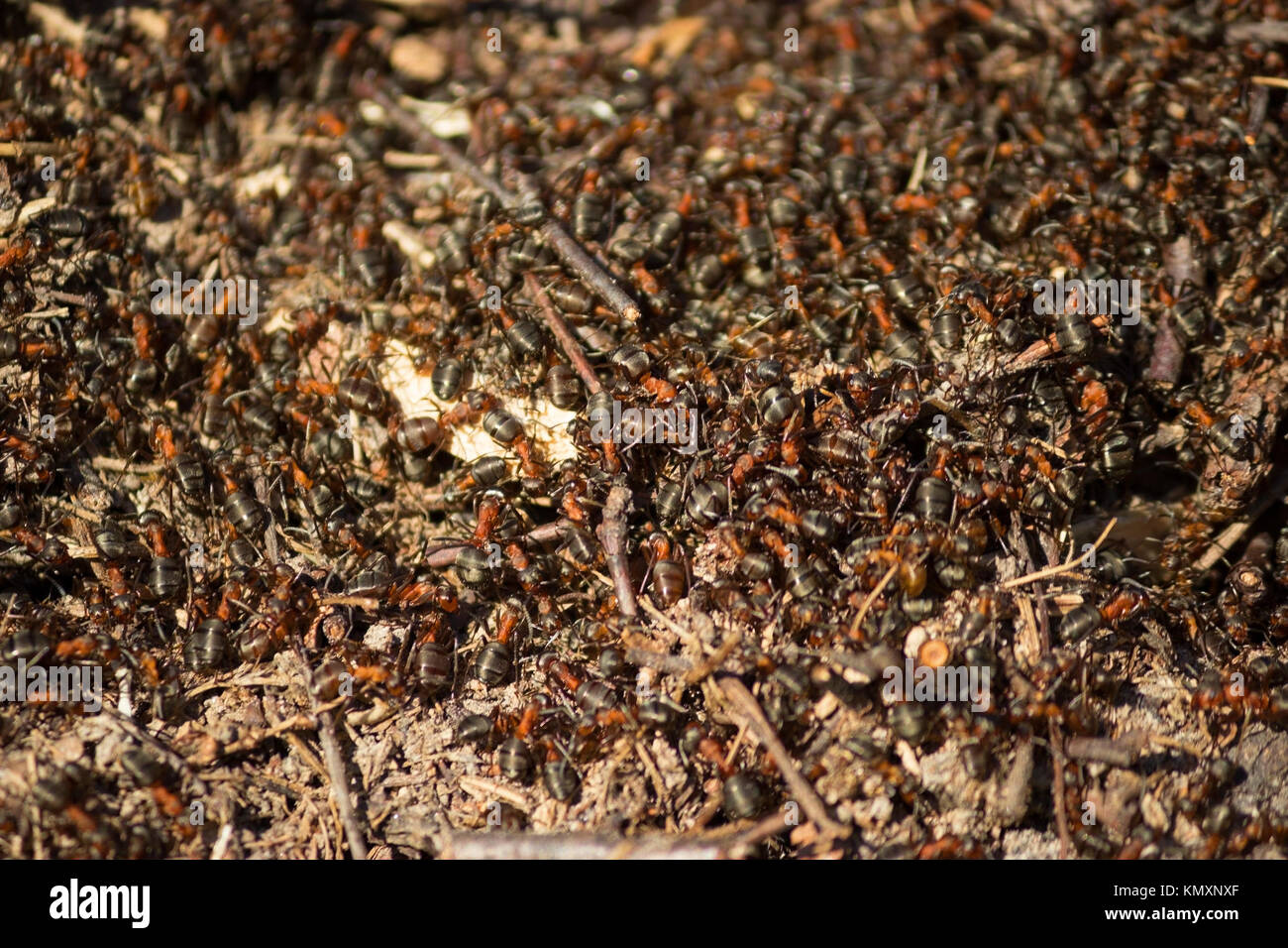 many small ants. team work concept. unfocused Stock Photo - Alamy