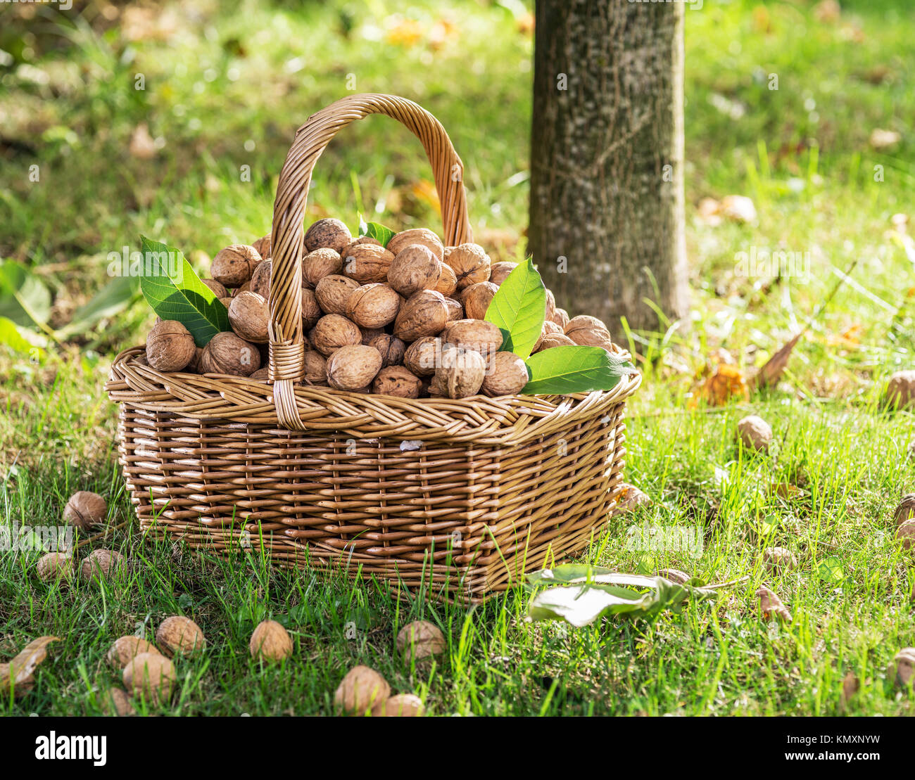 Walnut harvest. Walnuts in the basket on the green grass Stock Photo ...