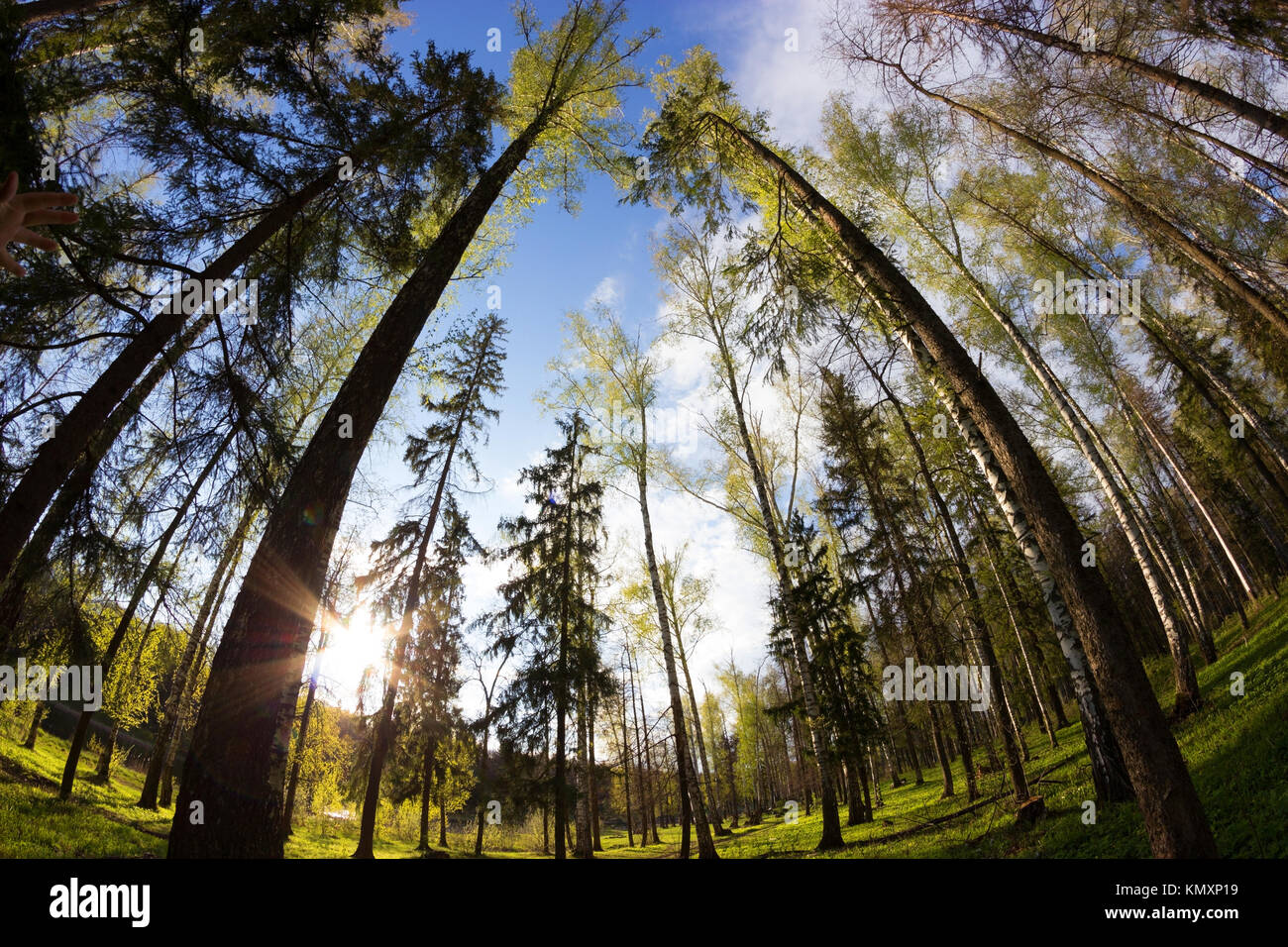 green forest in spring. sunlight. fisheye lens Stock Photo - Alamy