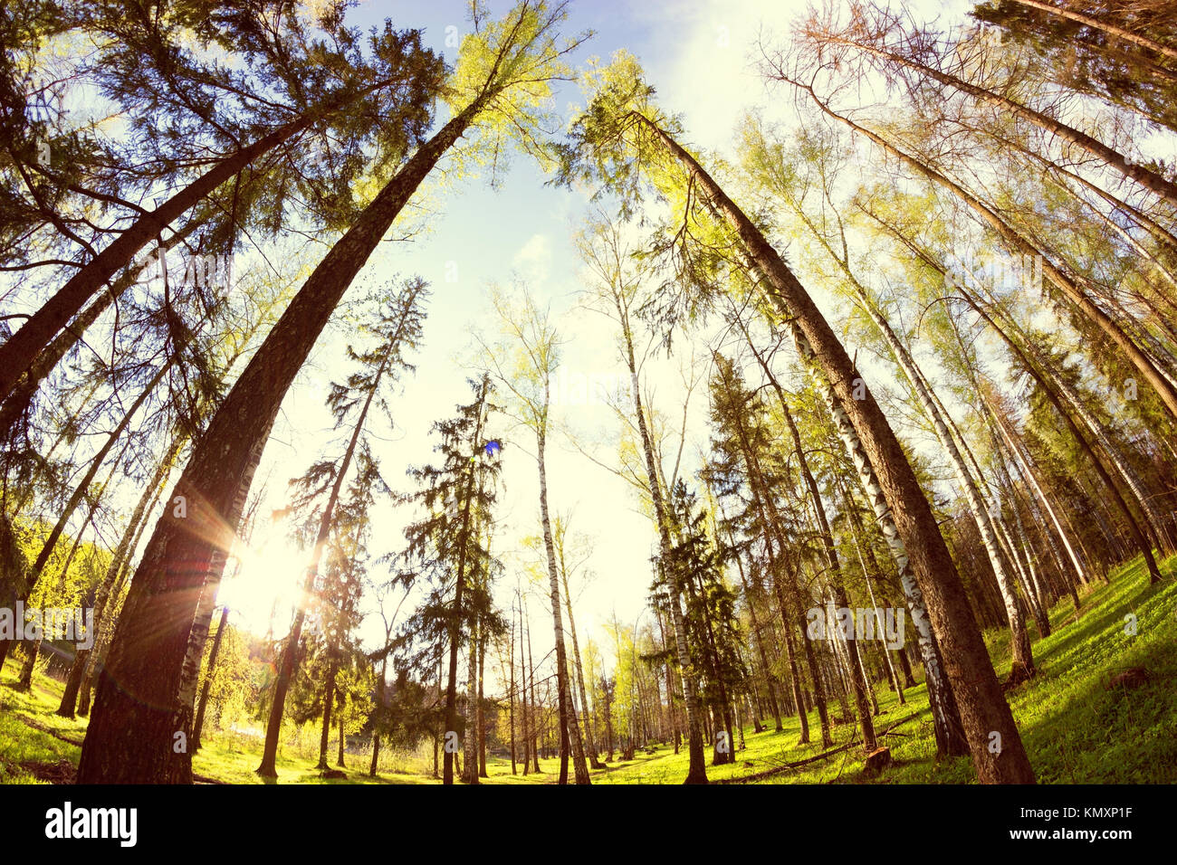 green forest in spring. sunlight. fisheye lens Stock Photo - Alamy