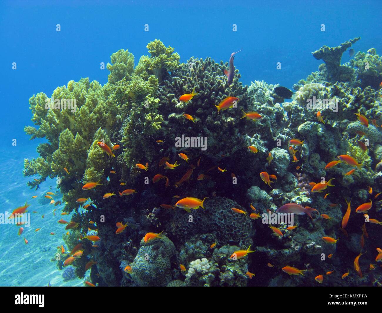 Water flora and fauna of the red sea hi-res stock photography and ...