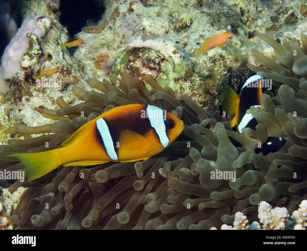Water flora and fauna of the red sea hi-res stock photography and ...
