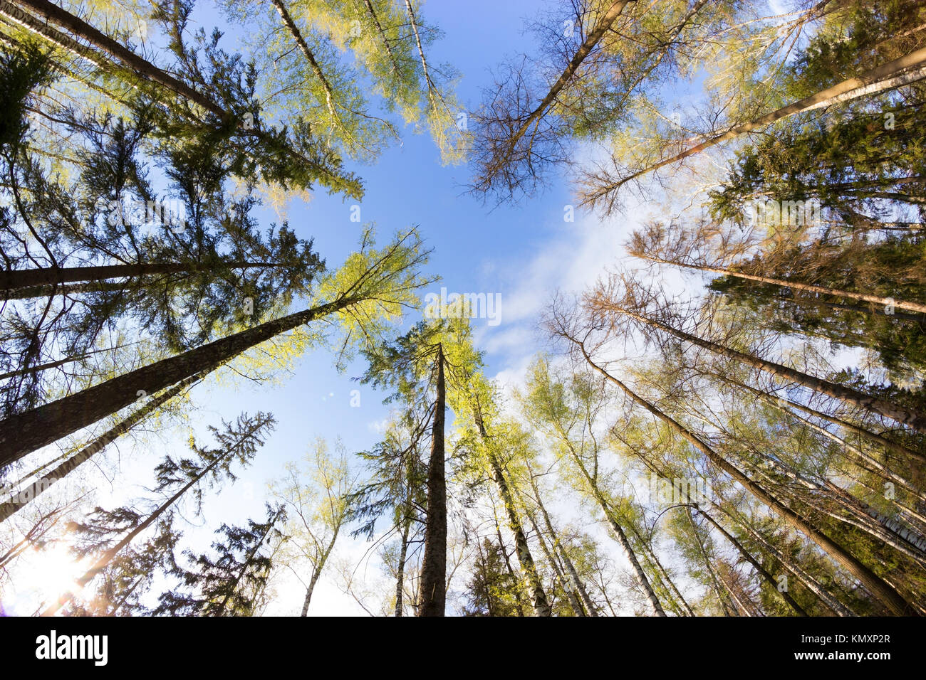 green forest in spring. sunlight. fisheye lens Stock Photo - Alamy