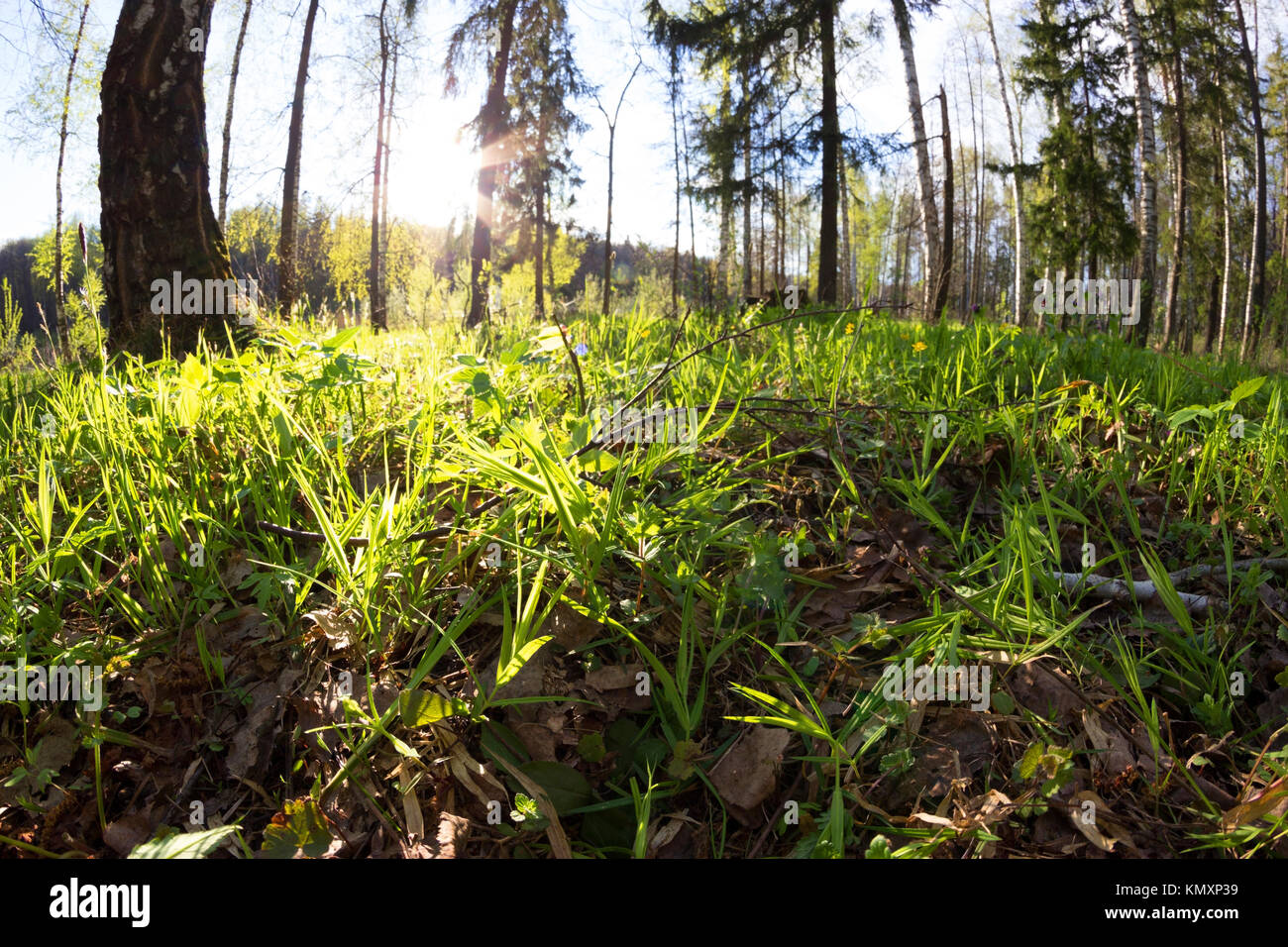 green forest in spring. sunlight. fisheye lens Stock Photo - Alamy