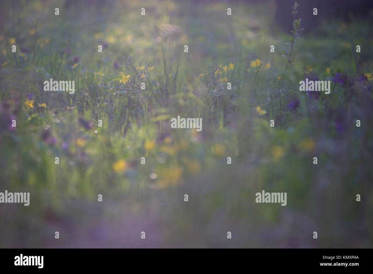 early spring. unfocused blurred yellow flowers background Stock Photo ...