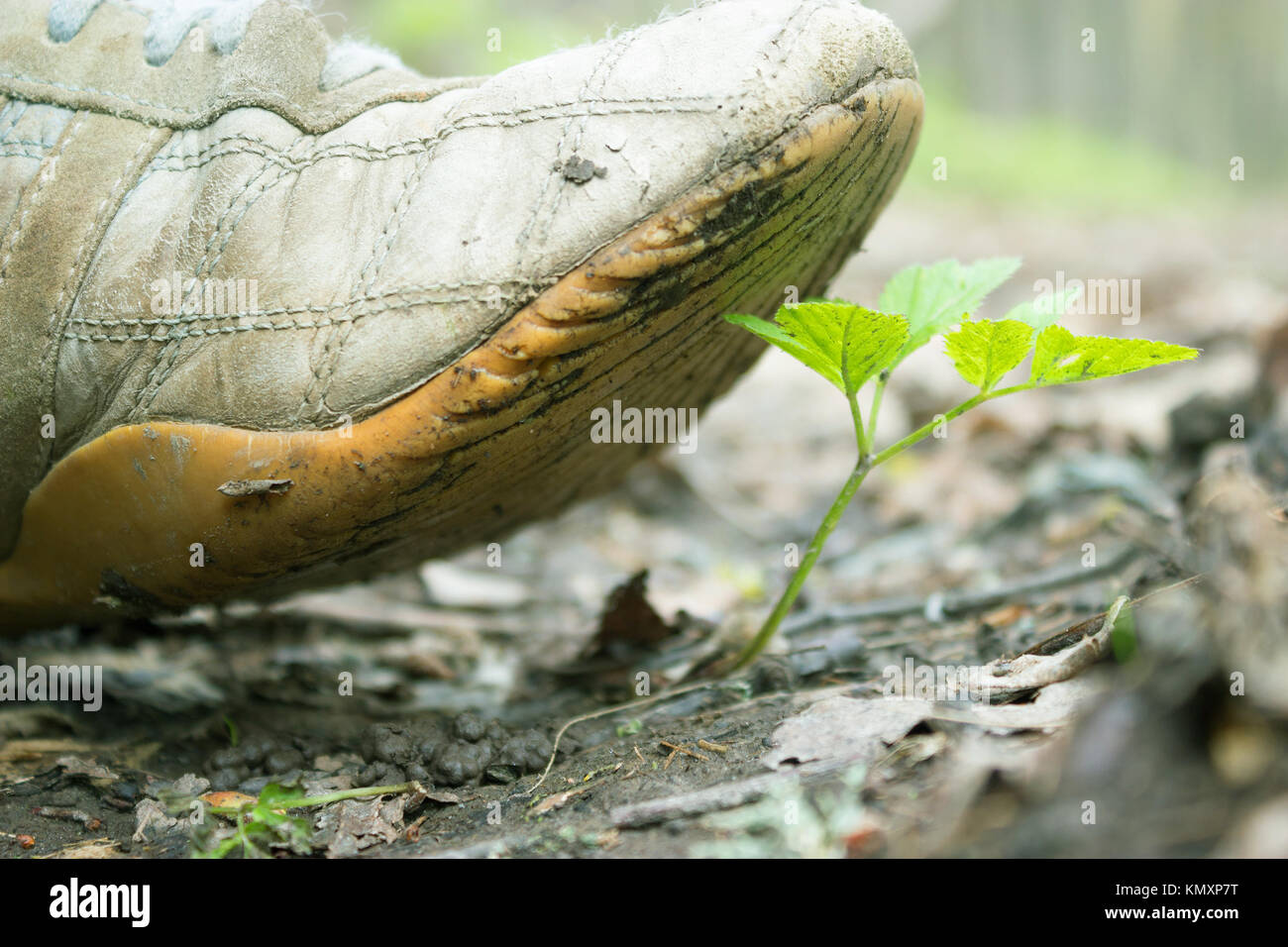feet step on new green leaf. ecology concept Stock Photo - Alamy