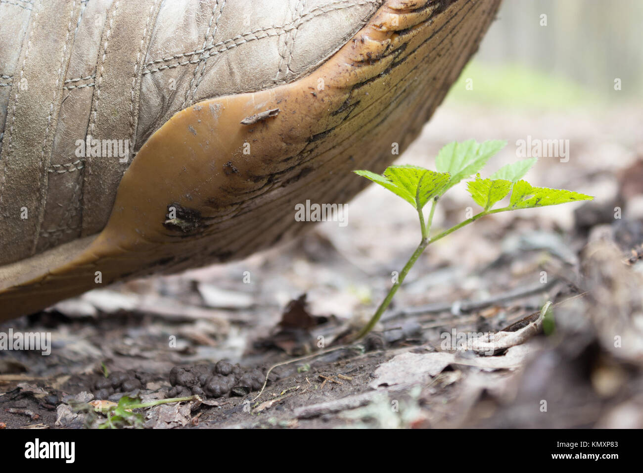 feet step on new green leaf. ecology concept Stock Photo - Alamy