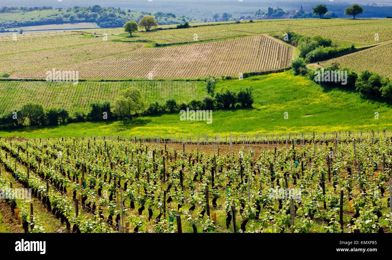 Cote chalonnaise hi-res stock photography and images - Alamy