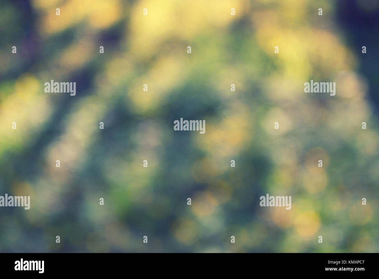 early spring. unfocused blurred yellow flowers background Stock Photo ...