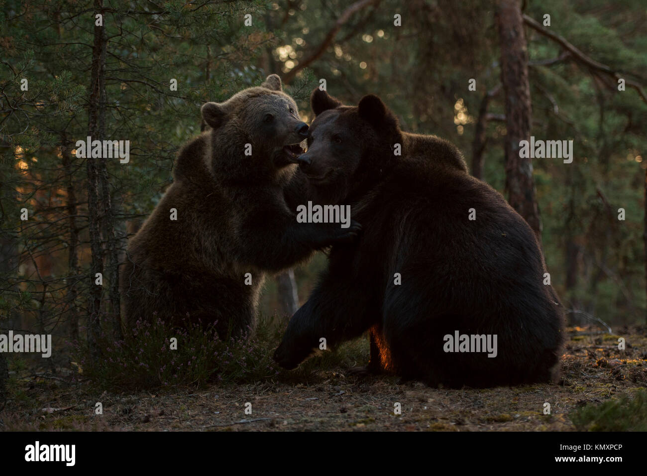 Bear standing on two legs hi-res stock photography and images - Alamy