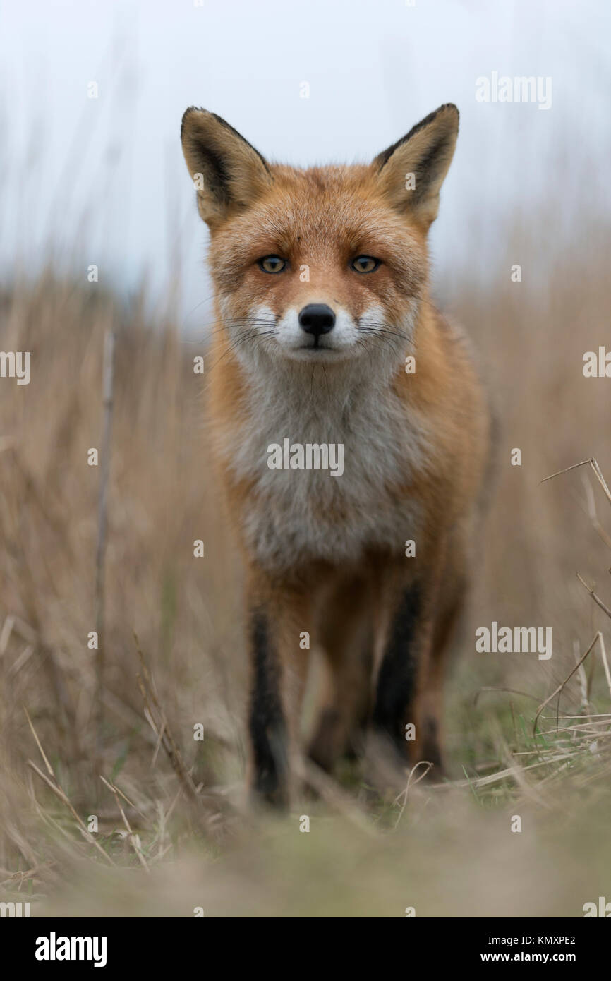 Red Fox ( Vulpes vulpes ) walking along a fox path through high, dry reed grass, low point of ...