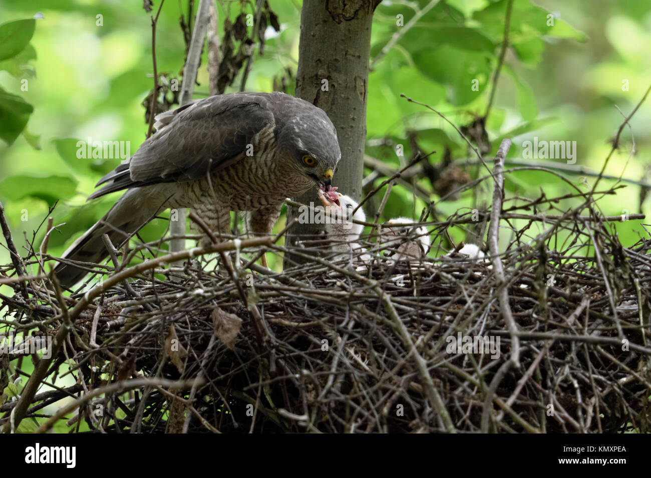 Accipiter hawk hatchling hi-res stock photography and images - Alamy