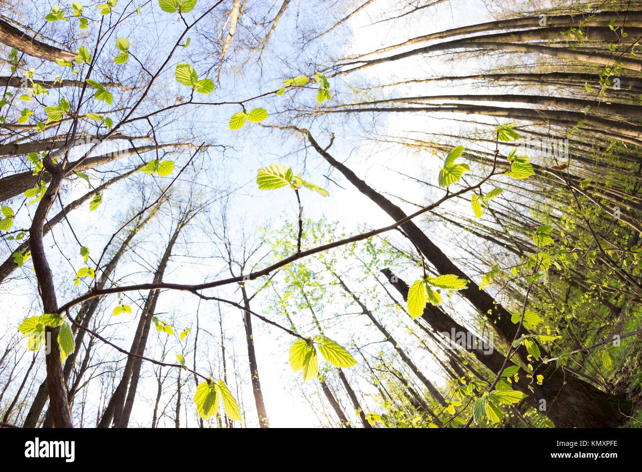 green forest in spring. sunlight. fisheye lens Stock Photo - Alamy