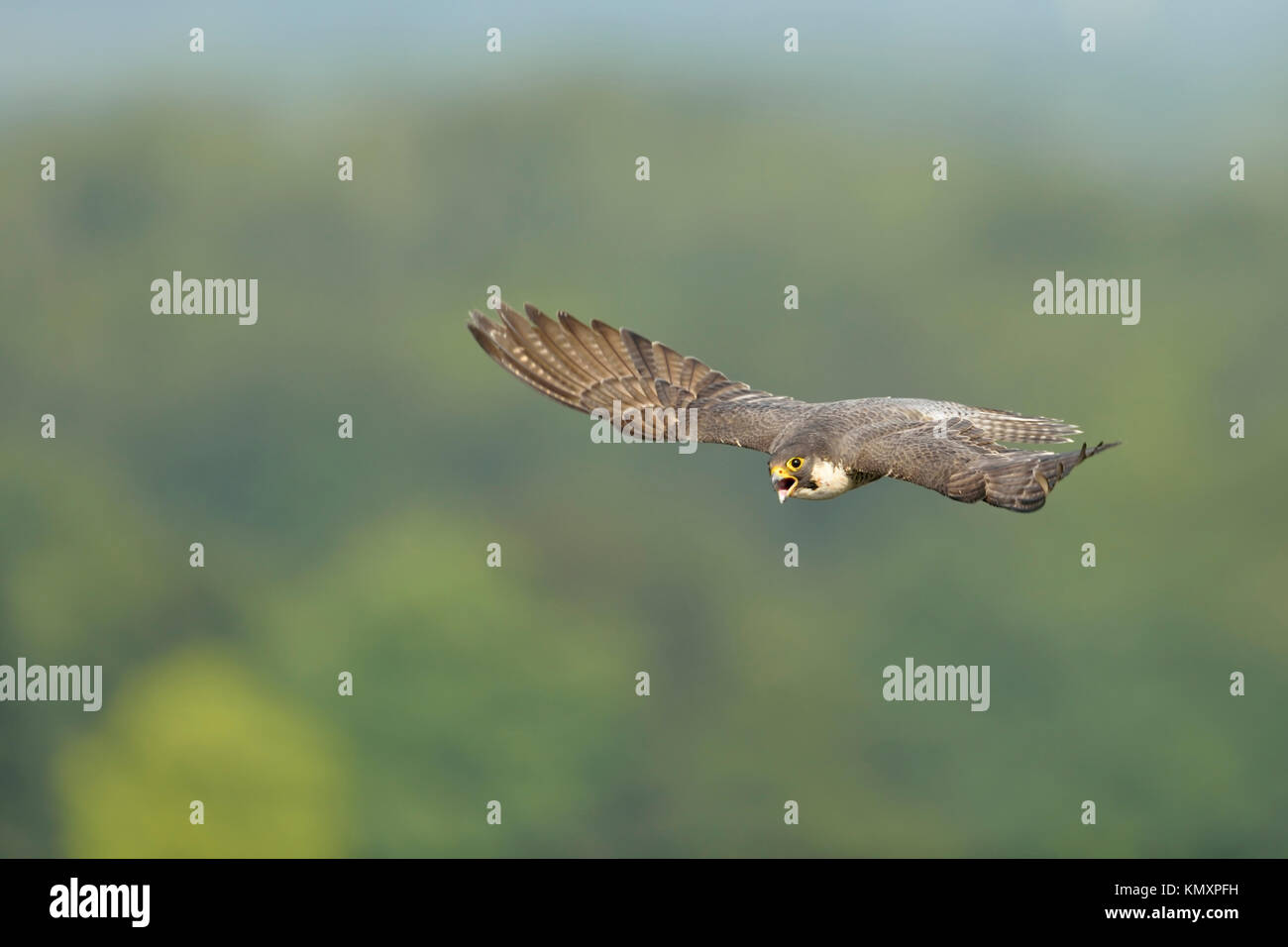 Peregrine Falcon / Duck Hawk / Wanderfalke ( Falco peregrinus ) in ...