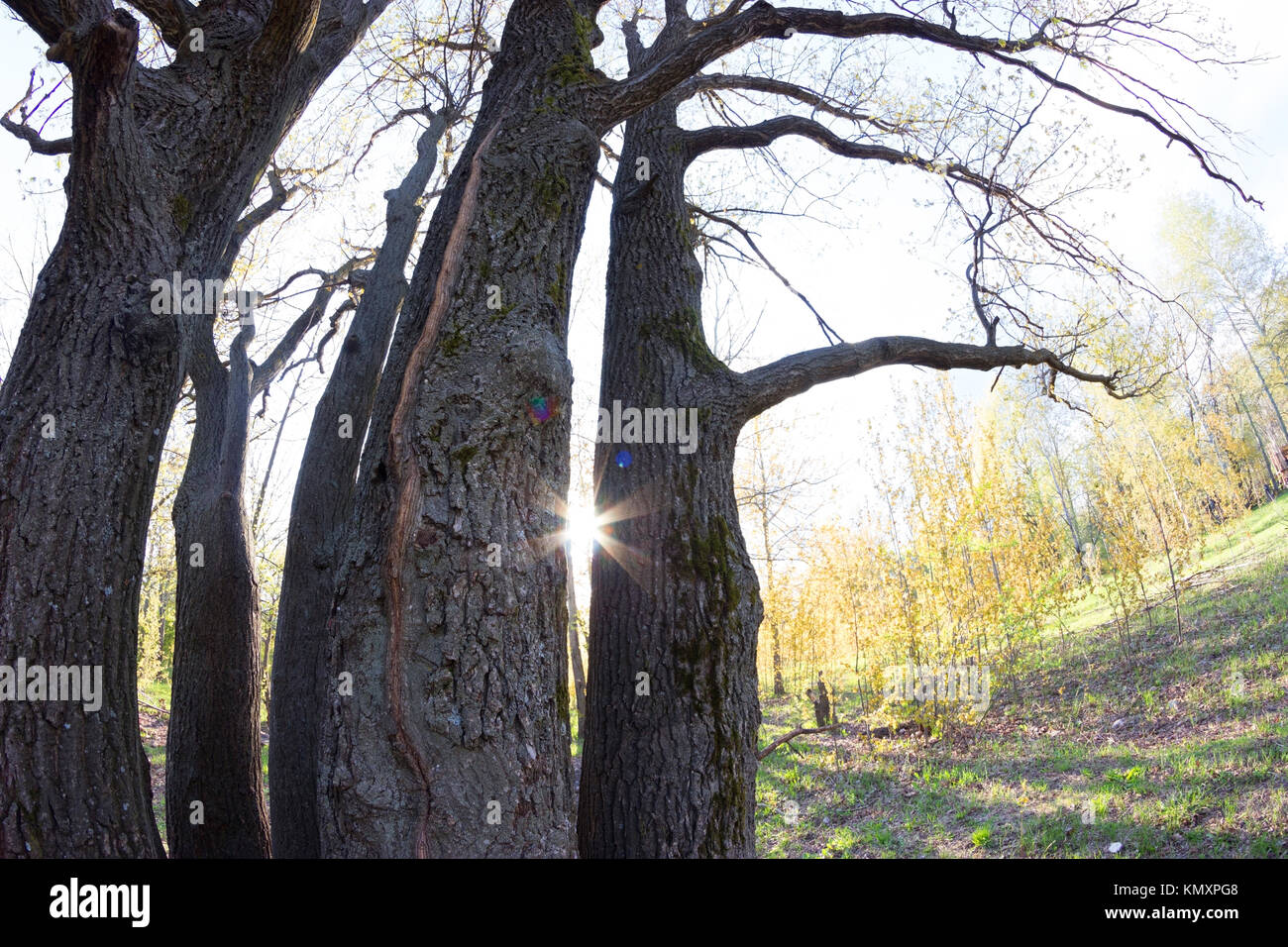 green forest in spring. sunlight. fisheye lens Stock Photo - Alamy