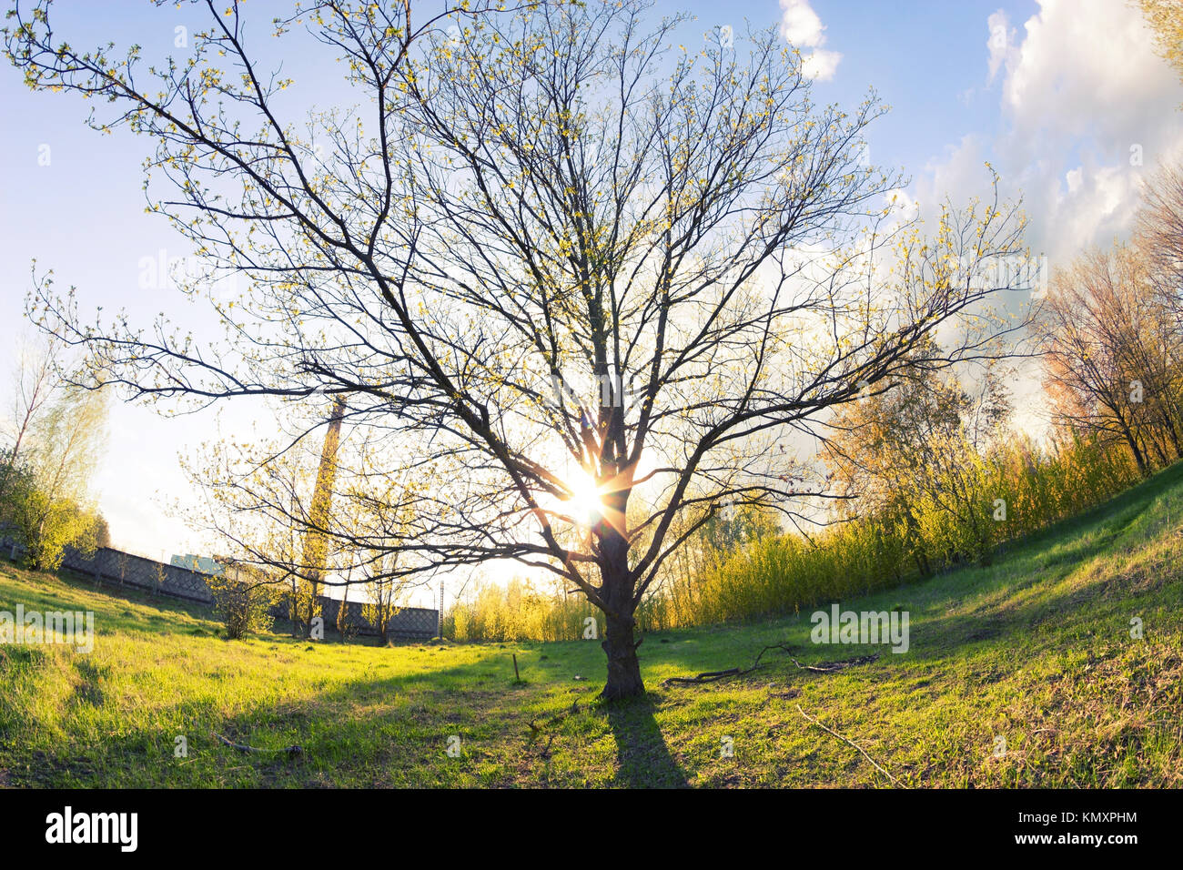 green forest in spring. sunlight. fisheye lens Stock Photo - Alamy