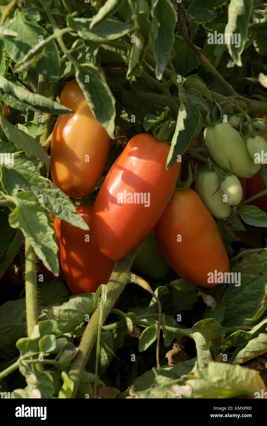 Close Up San Marzano Tomato High Resolution Stock Photography and ...