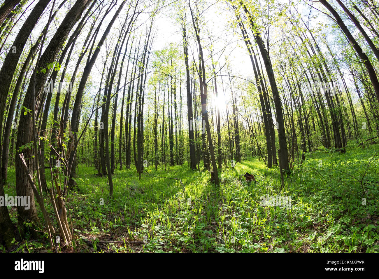 green forest in spring. sunlight. fisheye lens Stock Photo - Alamy