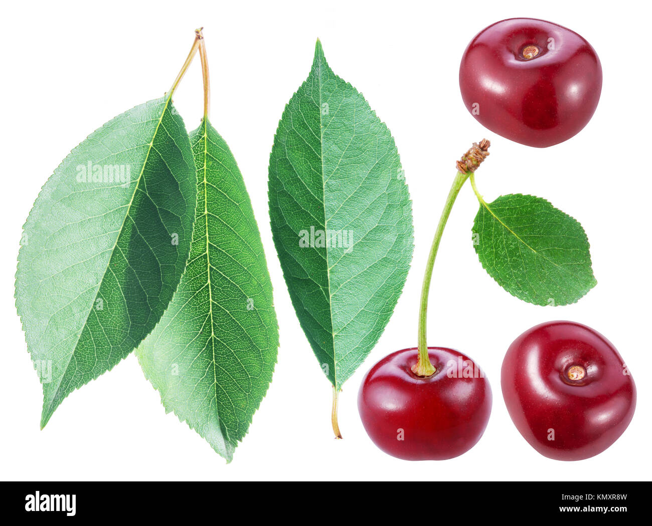 Cherry berry leaves collection Cut Out Stock Images & Pictures - Alamy