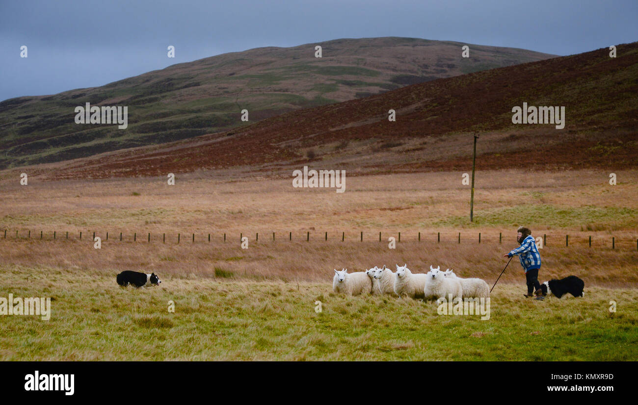 Lady yarrow hi-res stock photography and images - Alamy