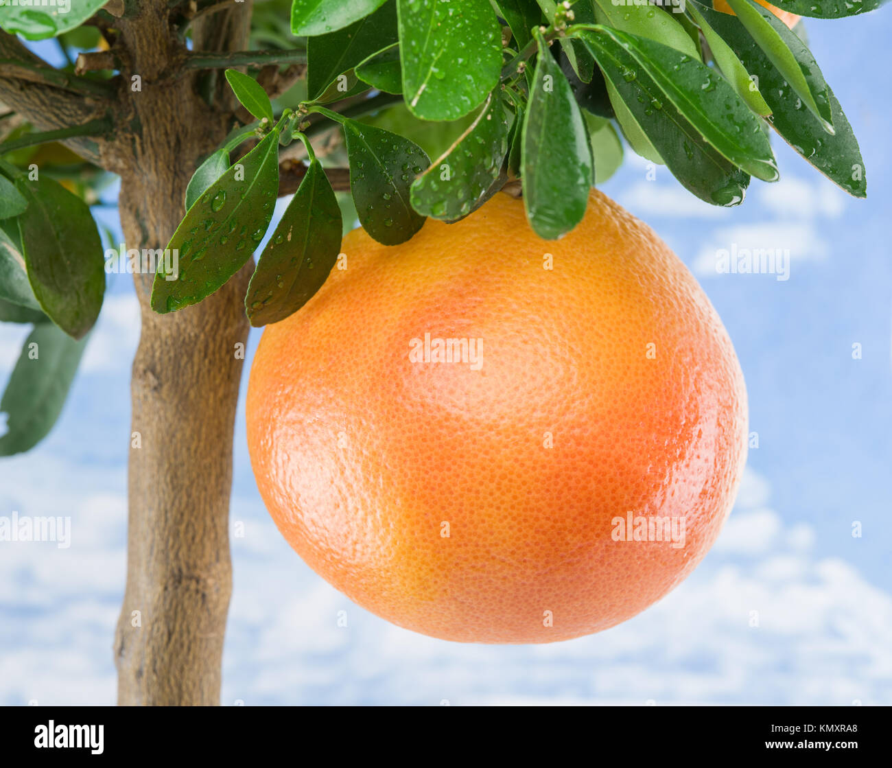 Big ripe grapefruit on the tree. Blue sky background Stock Photo - Alamy