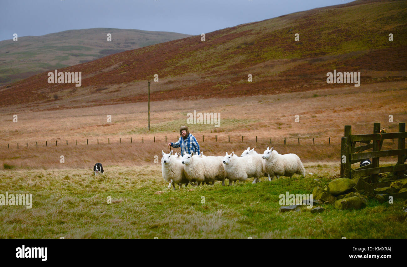 Viv Billingam shepherding the Yarrow Valley in the Scottish Borders ...