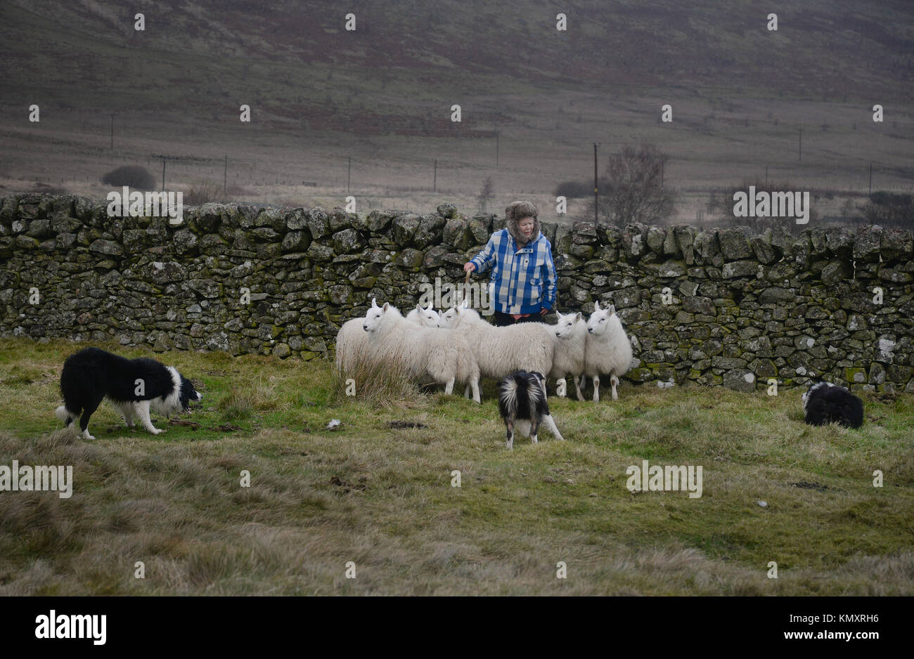 Viv Billingam shepherding the Yarrow Valley in the Scottish Borders ...