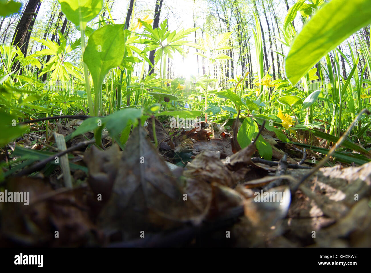 green forest in spring. sunlight. fisheye lens Stock Photo - Alamy