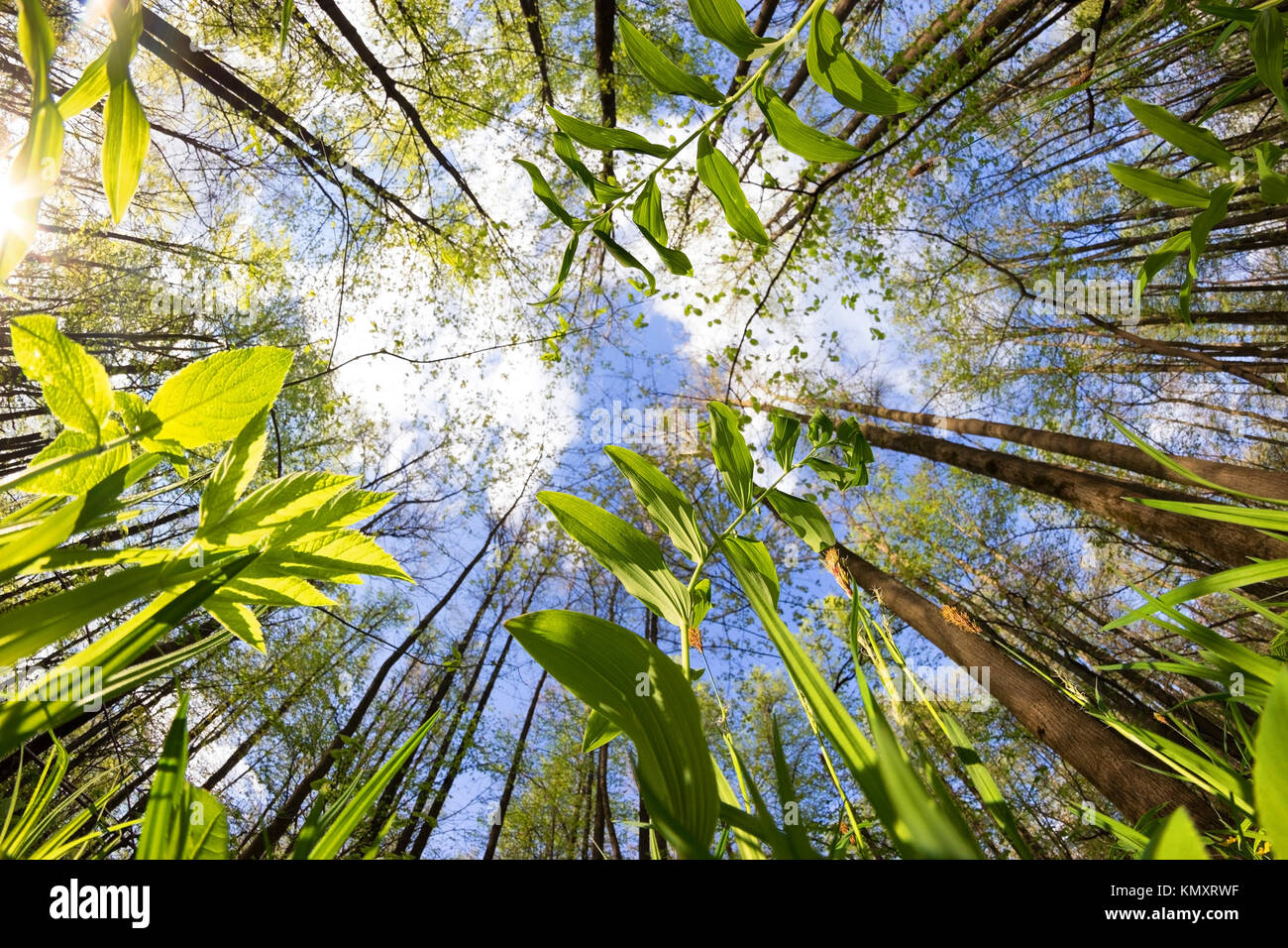 view on the blue sky from forest Stock Photo - Alamy