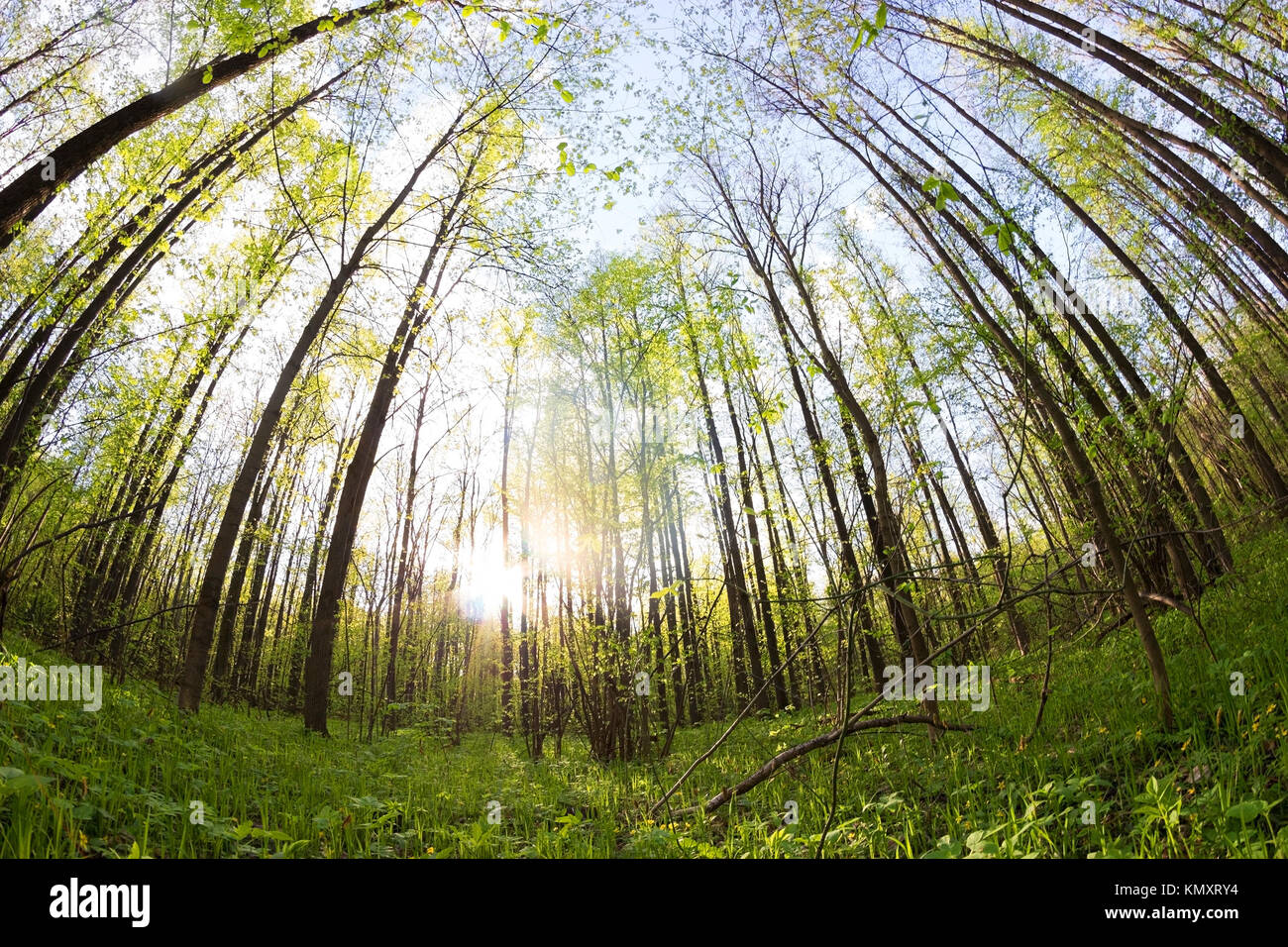 green forest in spring. sunlight. fisheye lens Stock Photo - Alamy