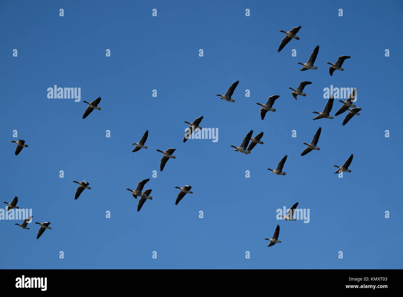 Geese in large numbers in UK Stock Photo - Alamy