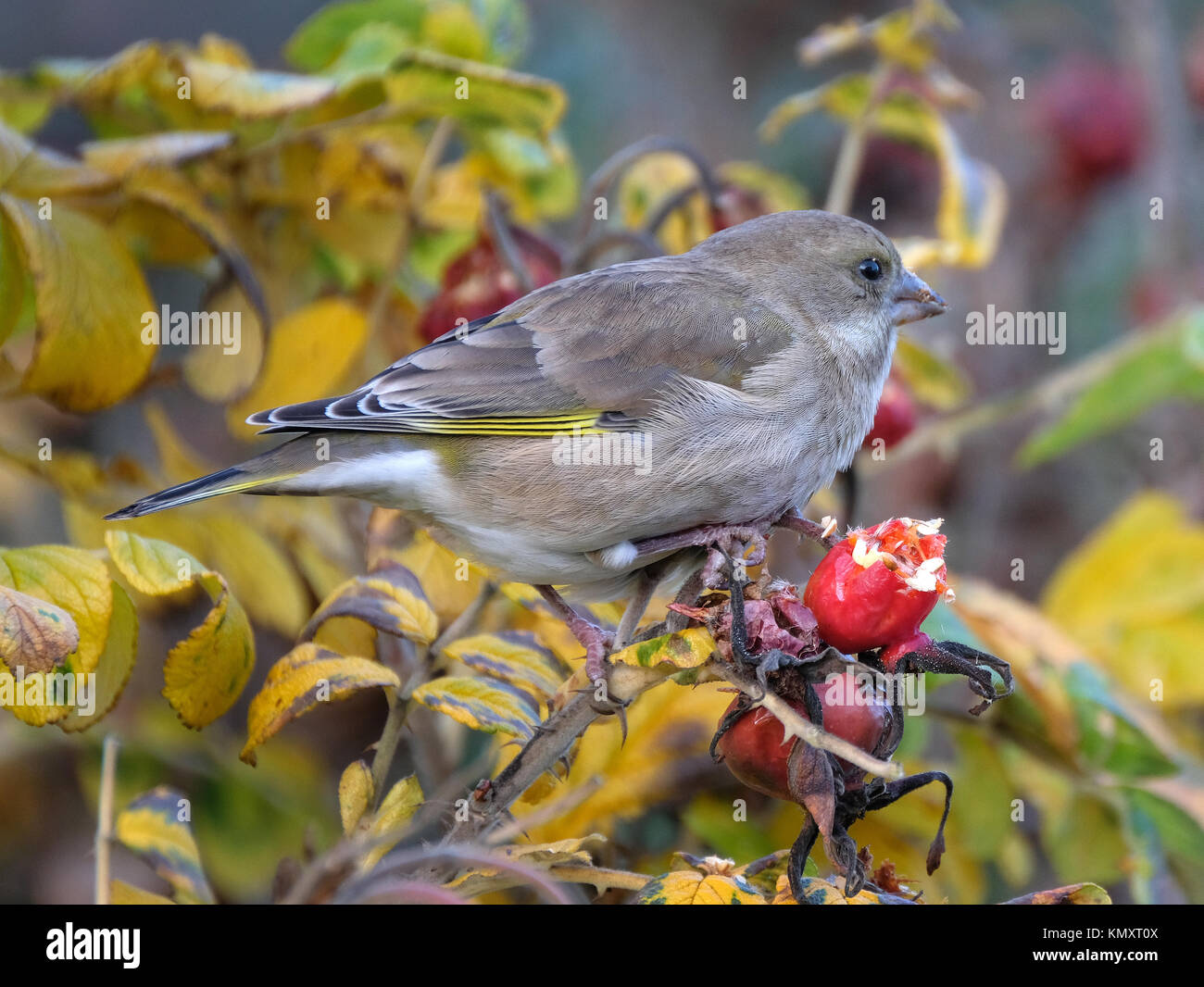 Greenfinch feeding on rose hip seeds in late autumn Stock Photo - Alamy