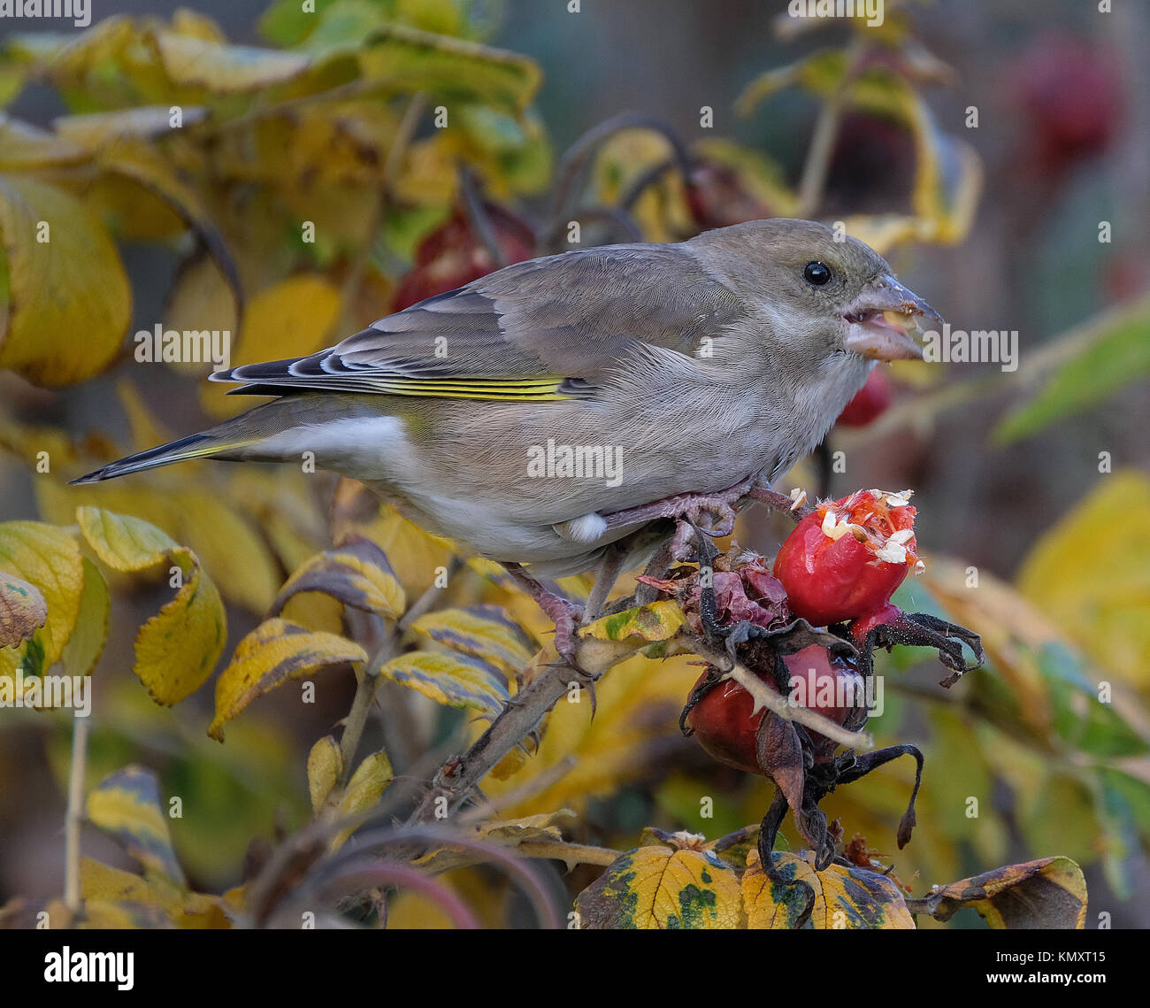 Rose finch hi-res stock photography and images - Alamy