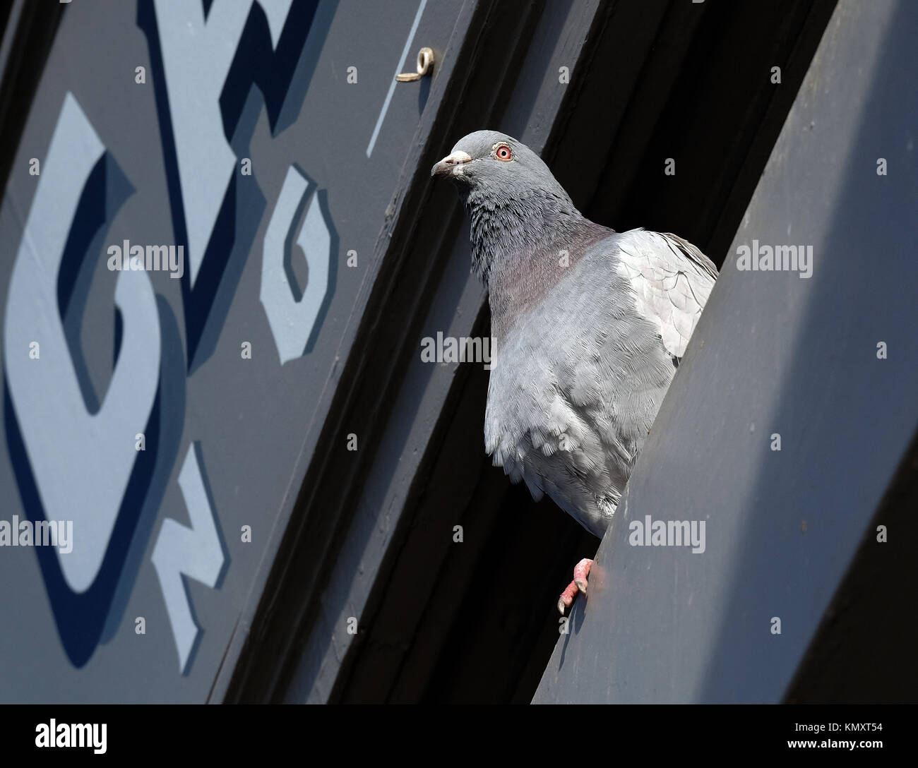 Feral pigeon taking shelter above doorway Stock Photo - Alamy