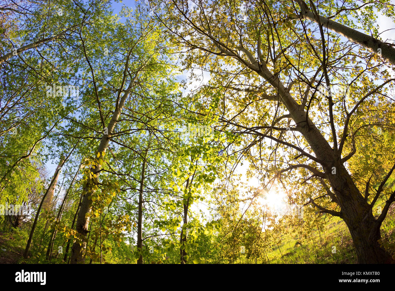 green forest in spring. sunlight. fisheye lens Stock Photo - Alamy