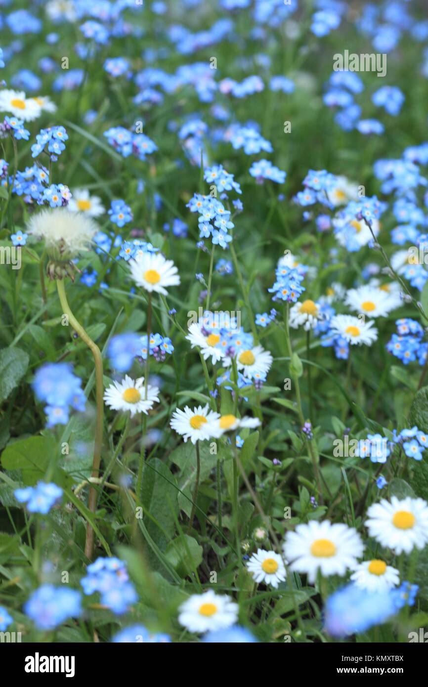Two common daisy hi-res stock photography and images - Alamy
