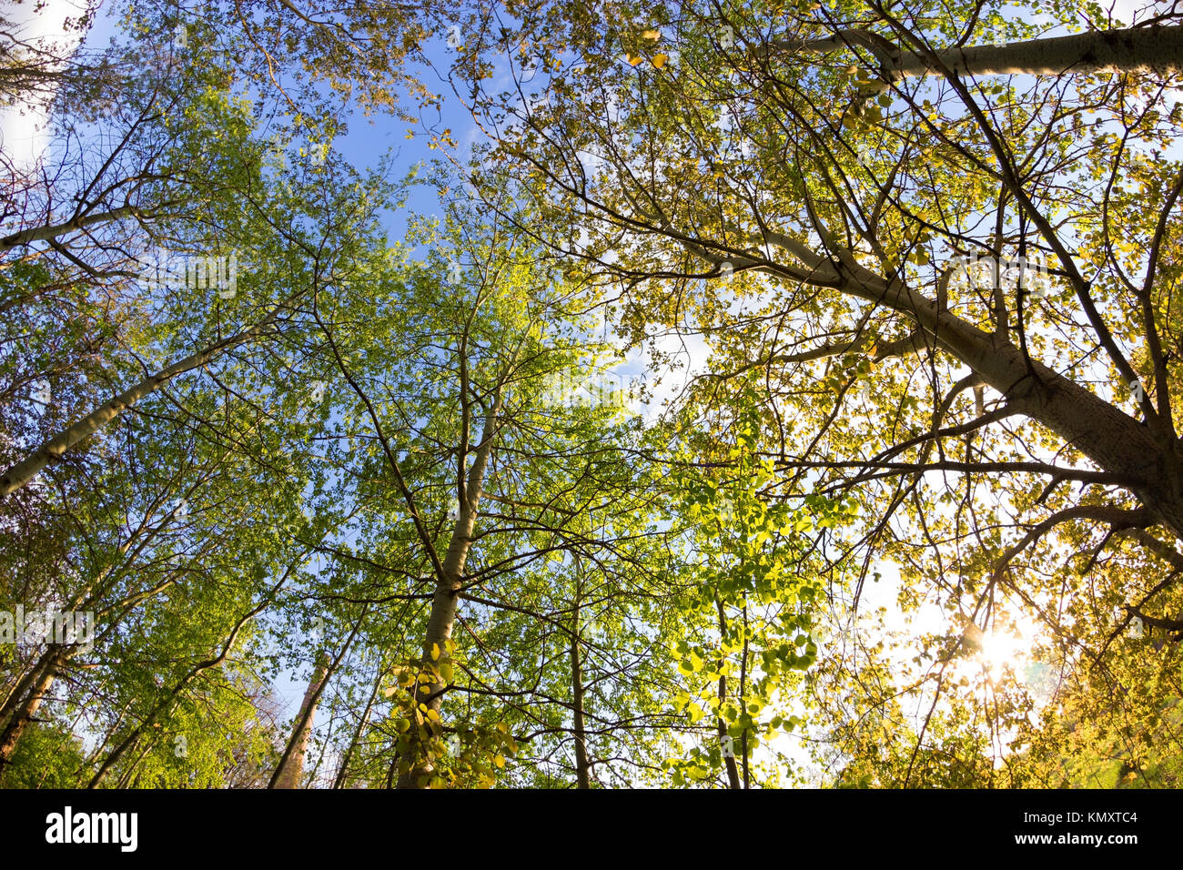 green forest in spring. sunlight. fisheye lens Stock Photo - Alamy