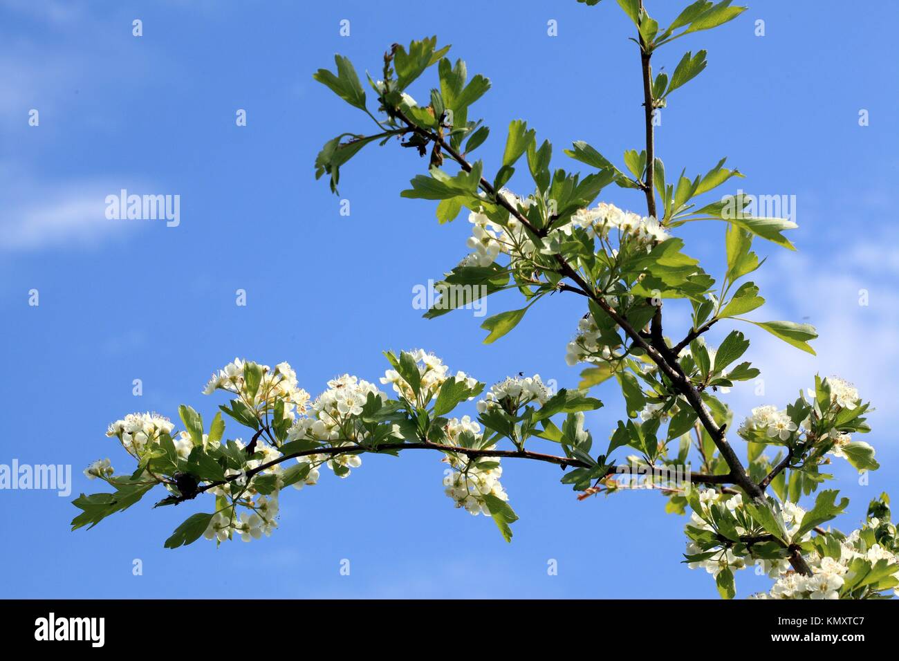 Hawthorn Crataegus Oxyacantha Stock Photos & Hawthorn Crataegus ...