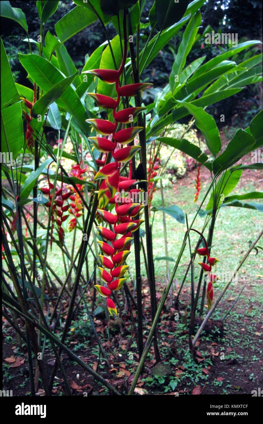 pendula pendula or heliconia fam: heliconiacées rhizomatous perennial ...
