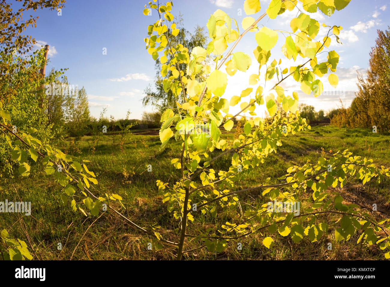 green forest in spring. sunlight. fisheye lens Stock Photo - Alamy