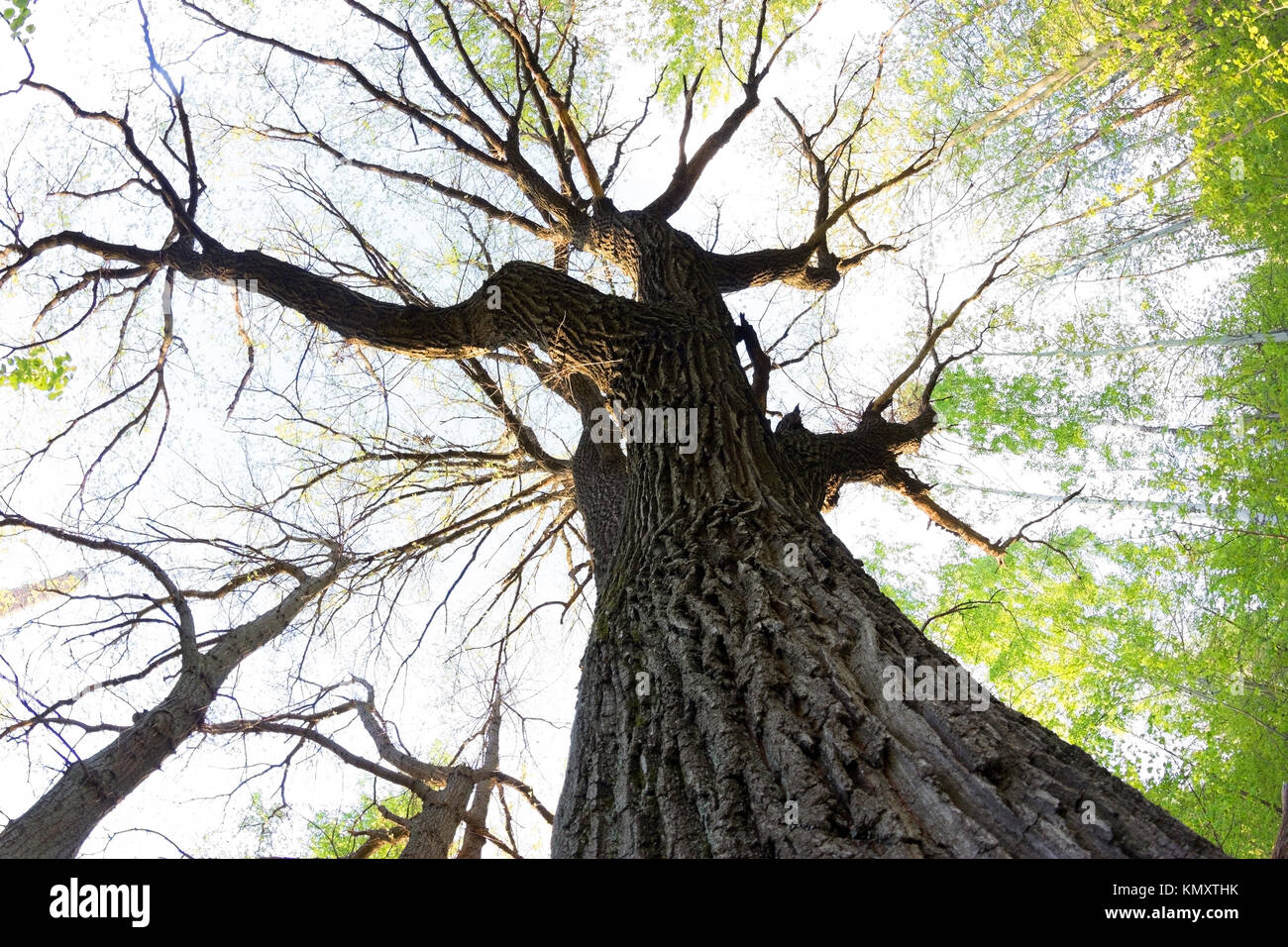 Looking up at a tree in woods fisheye hi-res stock photography and ...