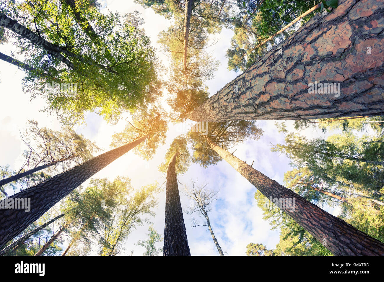 green forest in spring. sunlight. fisheye lens Stock Photo - Alamy