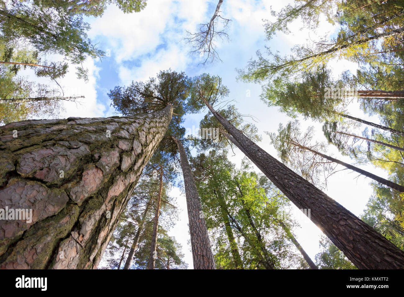 green forest in spring. sunlight. fisheye lens Stock Photo - Alamy