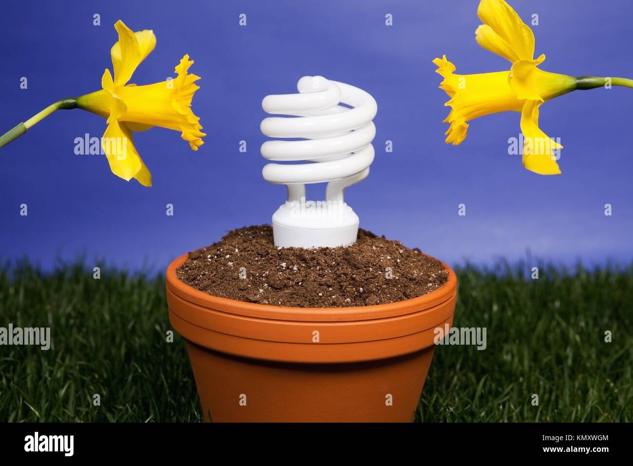 Light bulb plant growing green hi-res stock photography and images - Alamy