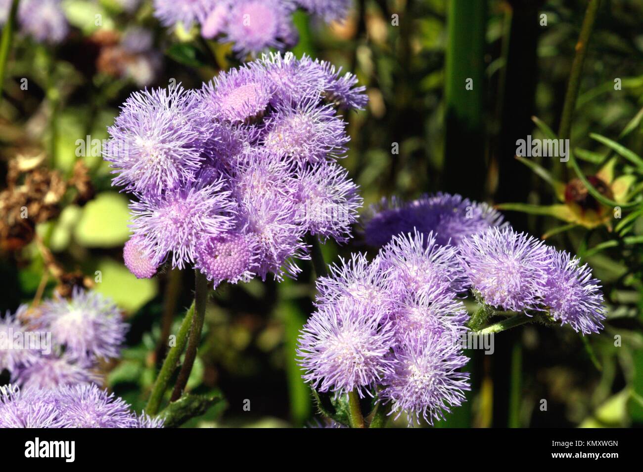 Globularia meridionalis perennial plant of the family Scrophulariaceae ...