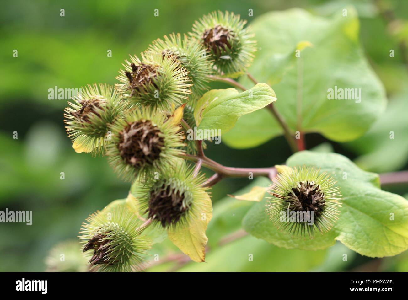 Velcro plant hi-res stock photography and images - Alamy