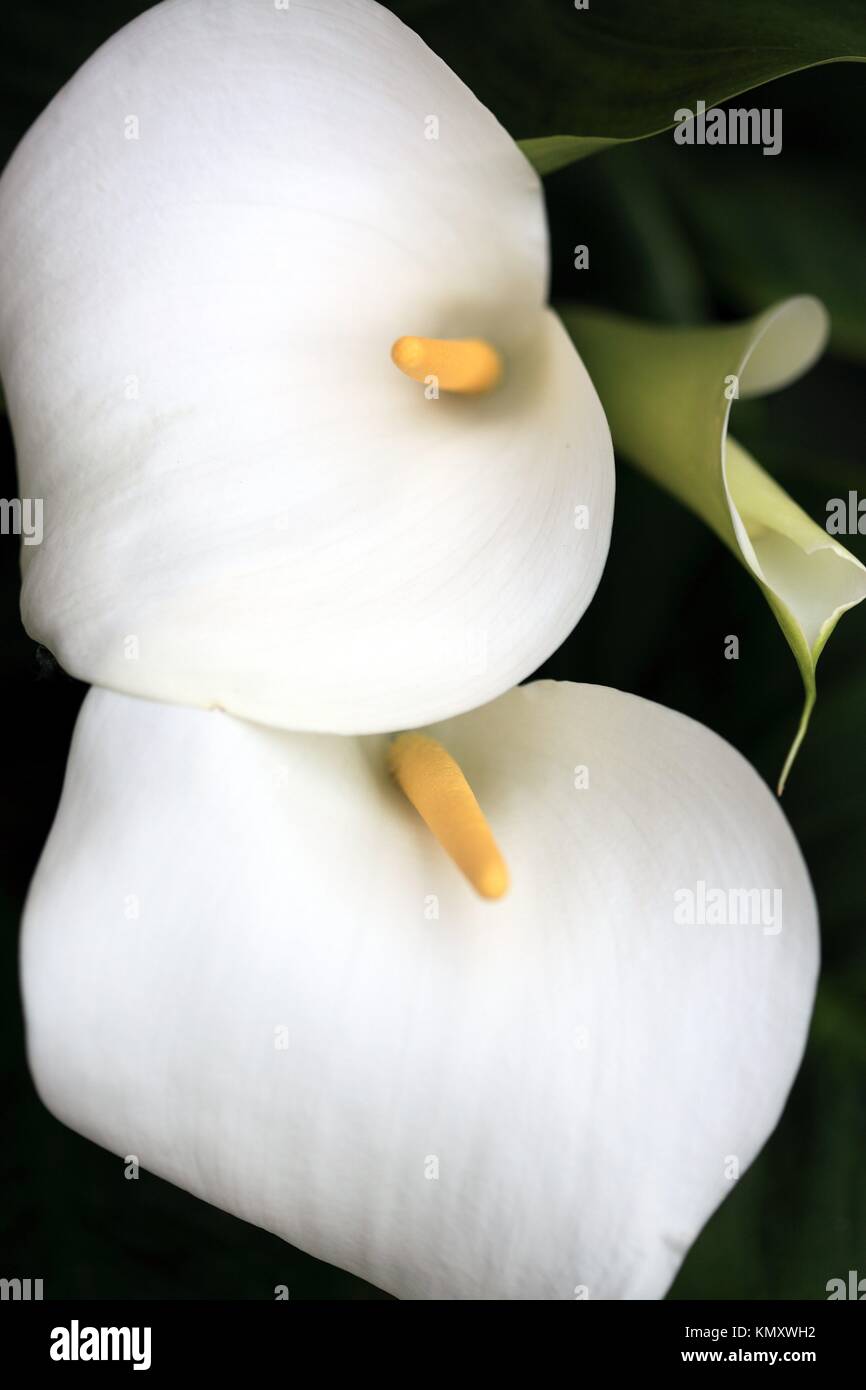 Zantedeschia Calla or arum or aroid family Stock Photo - Alamy